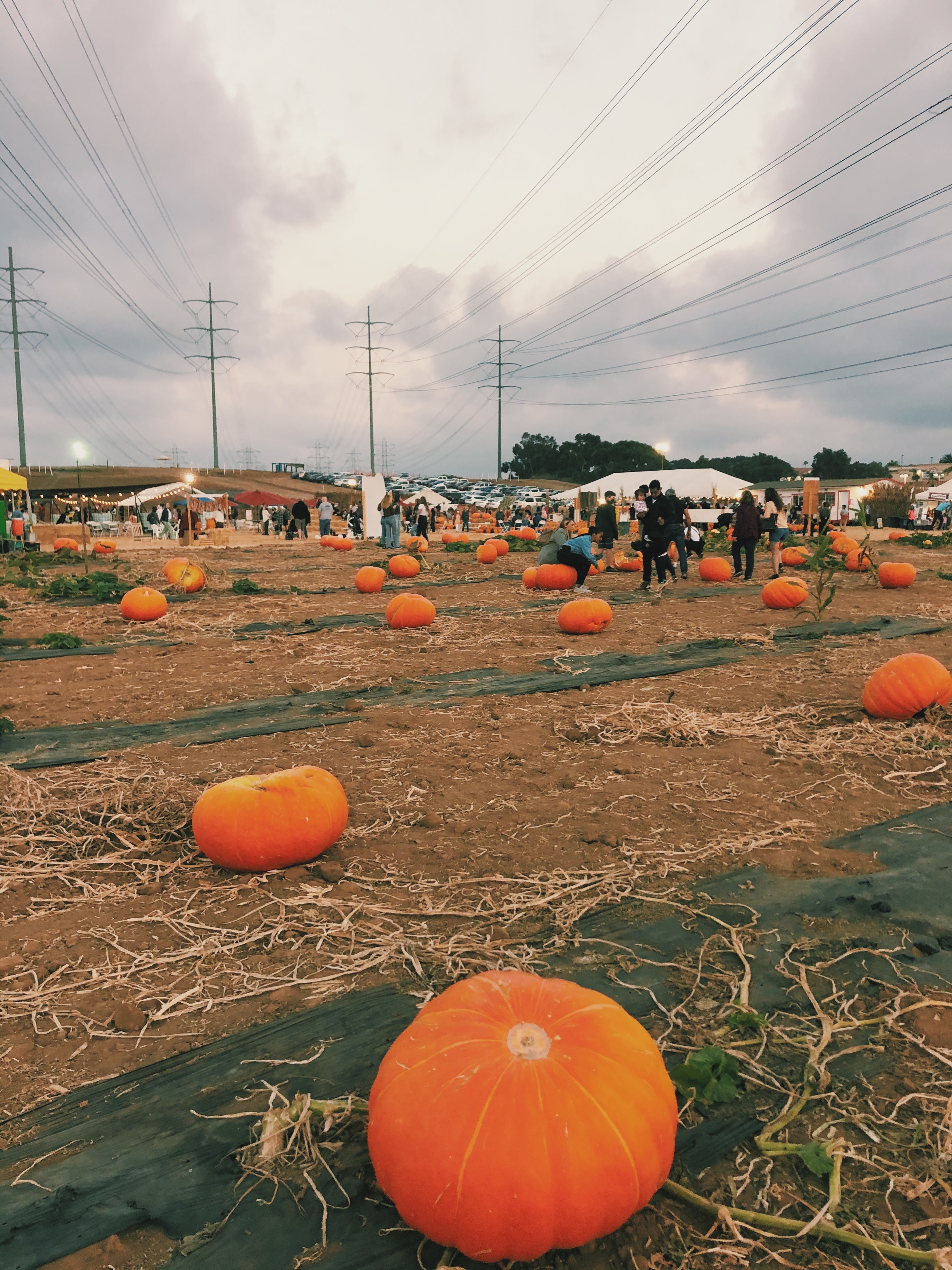 Haunted Pumpkin Patch